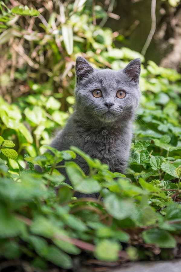 The Kitten in the Outdoor Park Stock Image - Image of mammals, grass ...