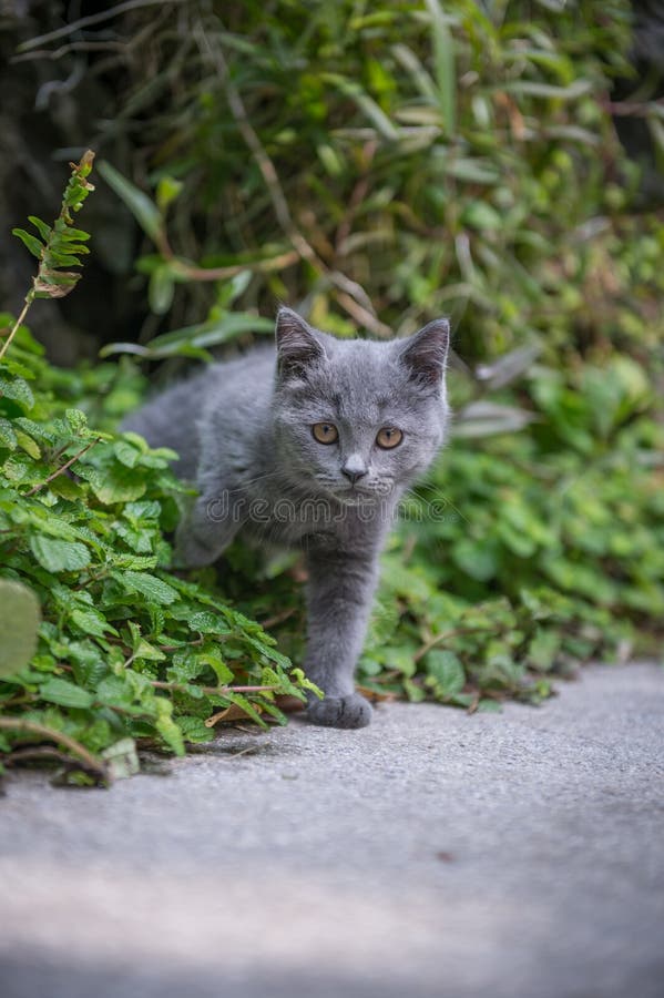 The Kitten in the Outdoor Park Stock Photo - Image of mammal, kittens ...