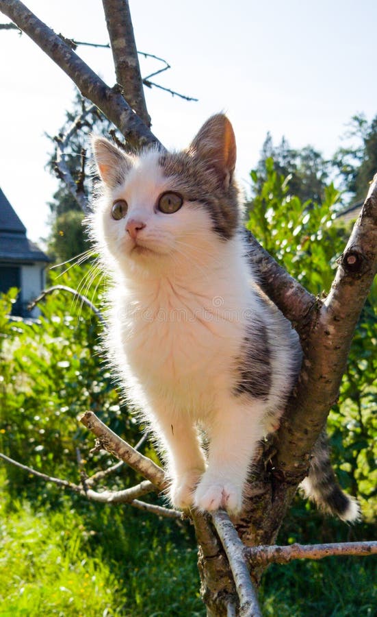 Kitten over a tree stock image. Image of grass, plant - 161273509