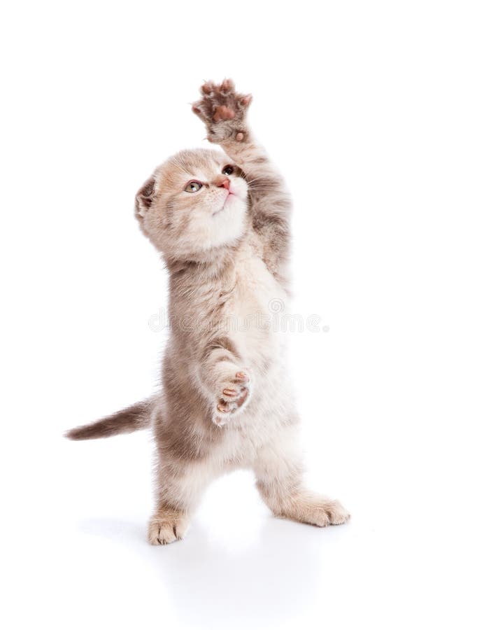 Funny Kitten Pointing Up by One Paw Isolated Stock Image - Image of ...