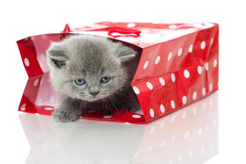 Kitten in a paper bag stock image. Image of kitten, baby - 42834637