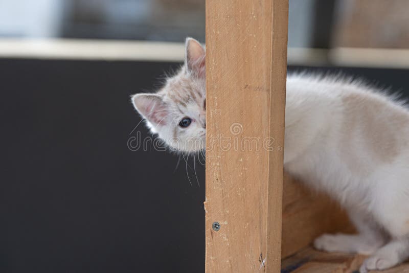 Kitten Peeking Out Looking at Me Very Curious, Cute and Funny with ...