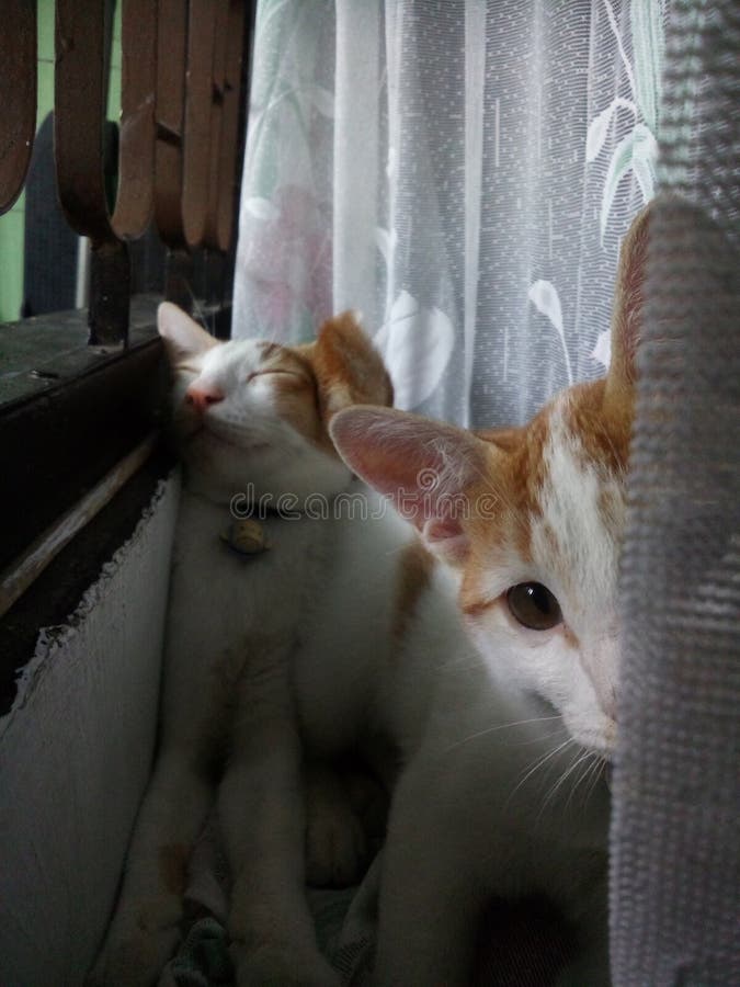 The Kitten Peeping from Behind the Curtain, while the Others Sleep ...