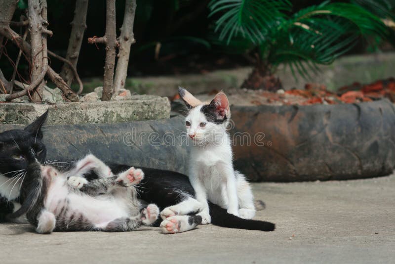 The Kitten is Pensive with Its Mother and Siblings Stock Image - Image ...