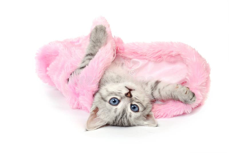 Kitten in a Pink Fur Coat on White Background Stock Photo - Image of ...