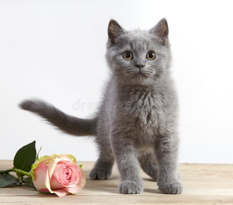 Kitten in Pink Roses stock image. Image of kitten, pure - 24924165