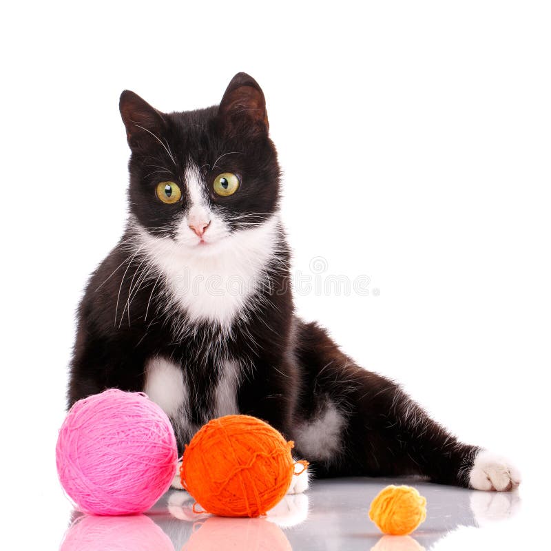 Threaded games. cat poster stock photo. Image of funny - 108621338