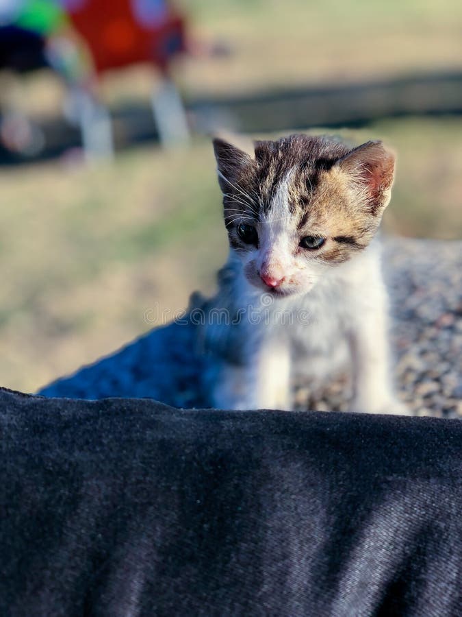 Kitten Playful Evolution, from Fluff To Feline Stock Photo - Image of ...