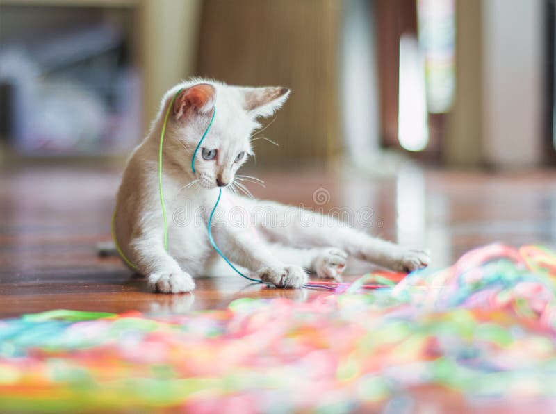 Kitten Playing with Colourful Threads Stock Afbeelding - Image of ...