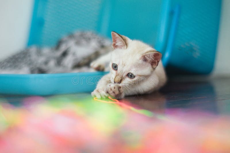 Kitten Playing with Colourful Threads Stock Photo - Image of baby, cute ...