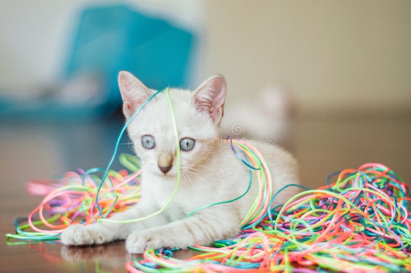 Kitten Playing with Colourful Threads Stock Photo - Image of animal ...
