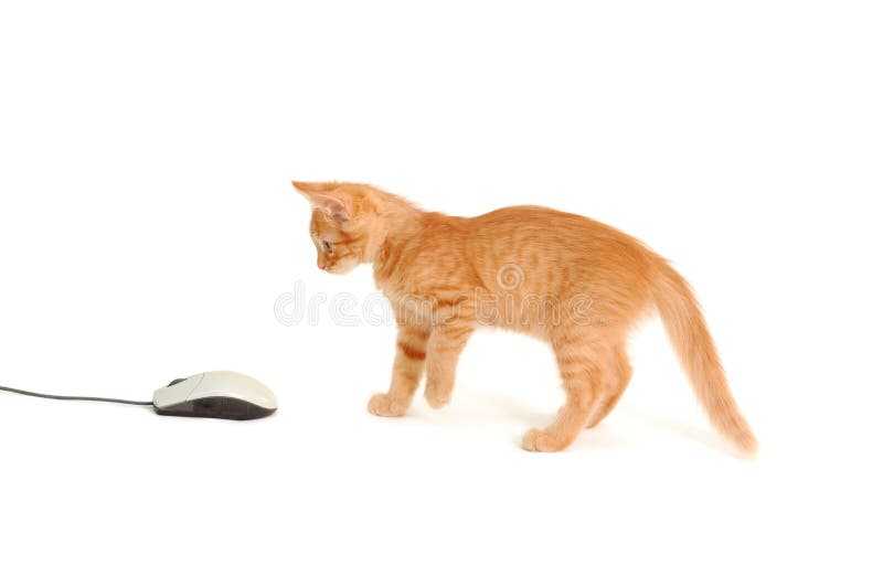Kitten Stalking Computer Mouse Stock Photo - Image of kitten, creative ...