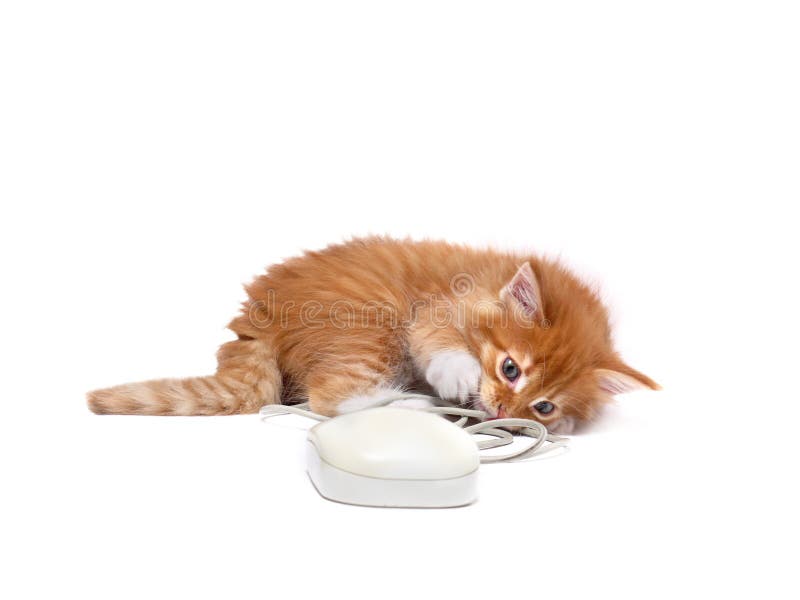 Kitten on the computer stock photo. Image of domestic - 32465300