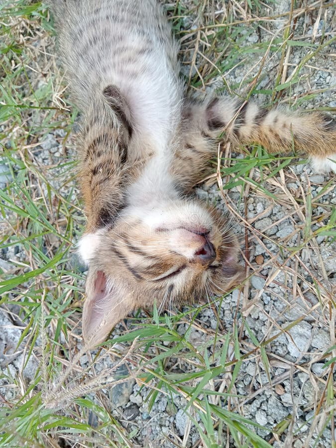 Kitten playing dead stock photo. Image of playing, cute - 265110990