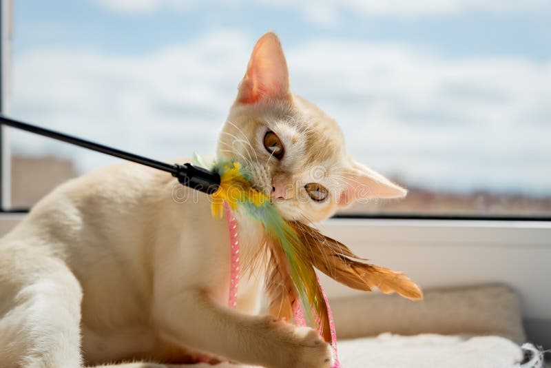 Kitten Playing with Feather Stick - Small Red Burmese Kitten Chewing ...