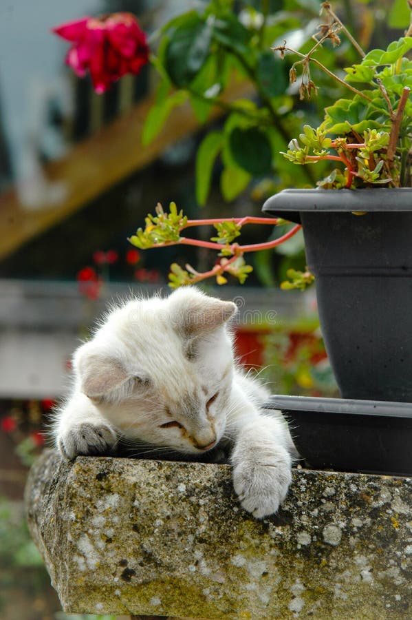 Kitten playing outside stock photo. Image of lovely - 158828348