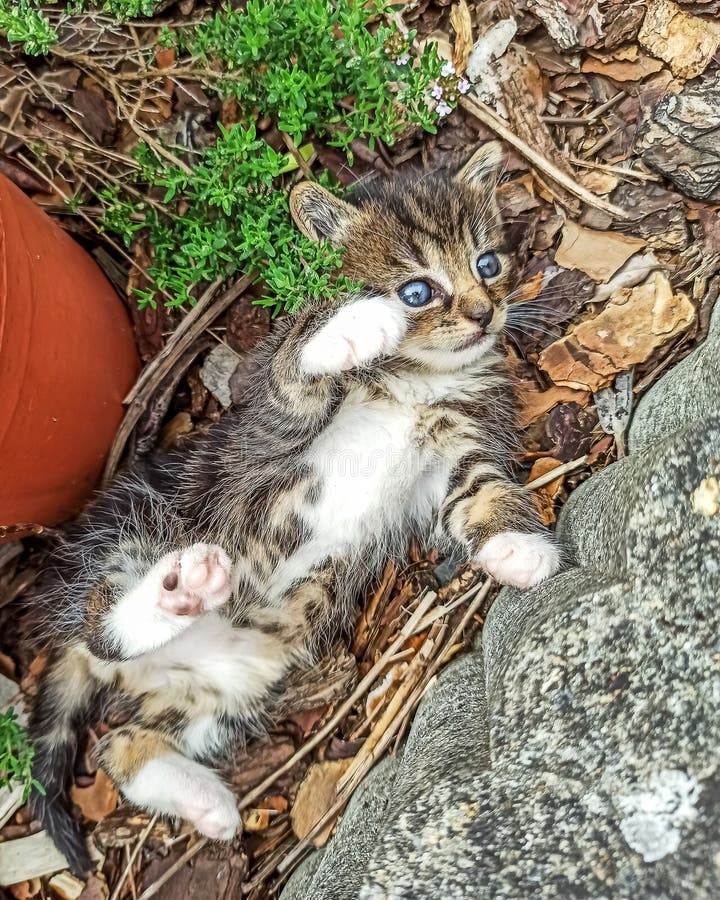 Kitten playing in a garden stock photo. Image of outdoor - 183133522