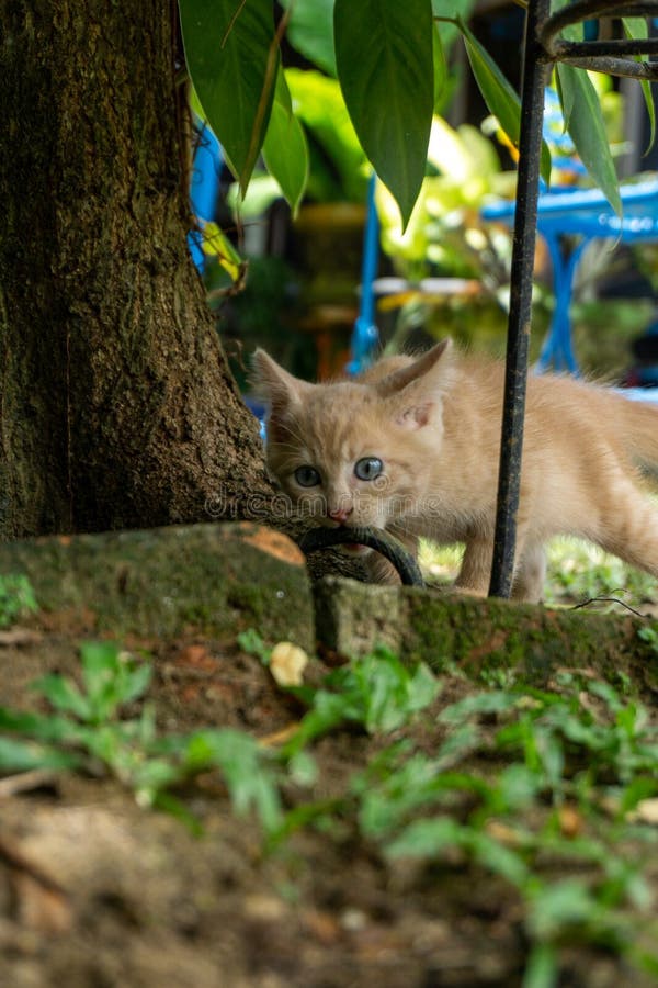 Kitten Playing at the Garden. Orange Little Cat Playing Outdoors at the ...