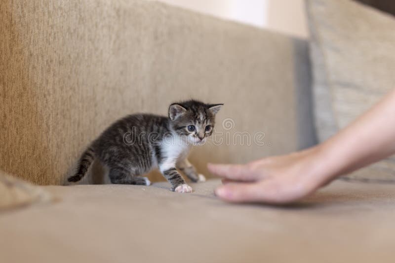 Kitten Playing with Its Owner Stock Photo - Image of hand, animal ...