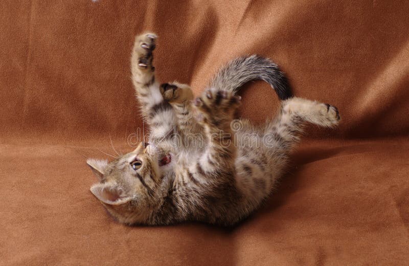 Kitten Playing Lying on Its Back Stock Image - Image of happy, playing ...