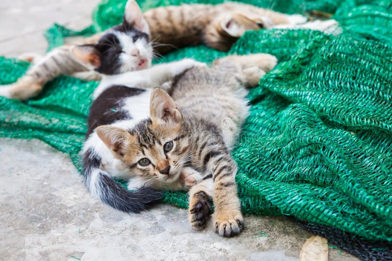 Kitten Playing with a Mesh. Stock Photo - Image of funny, gaze: 81816664