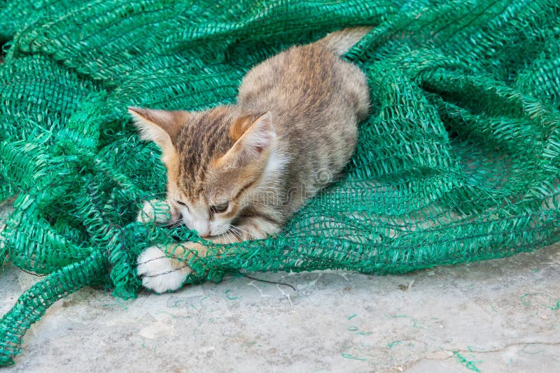 Kitten Playing with a Mesh. Stock Photo - Image of green, domestic ...