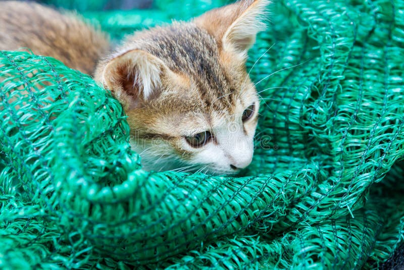 Kitten Playing with a Mesh. Stock Image - Image of baby, lovely: 81816955