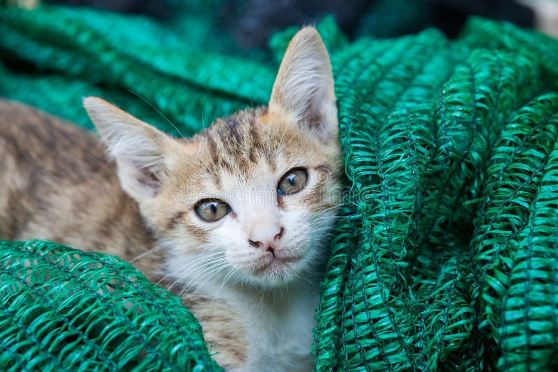 Kitten Playing with a Mesh. Stock Image - Image of little, lovely: 81817045