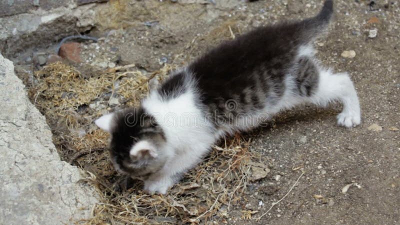 Kitten playing outside stock footage. Video of tabby - 38891192
