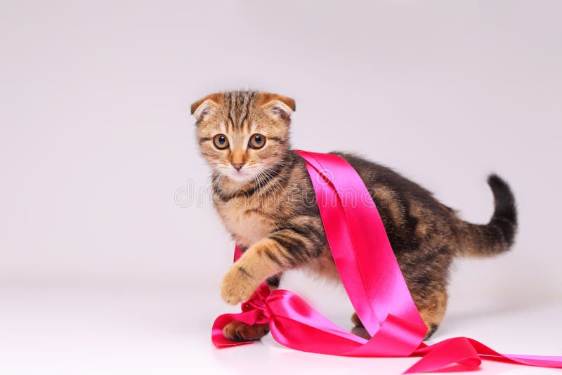 Kitten playing with ribbon stock image. Image of posing - 83060985