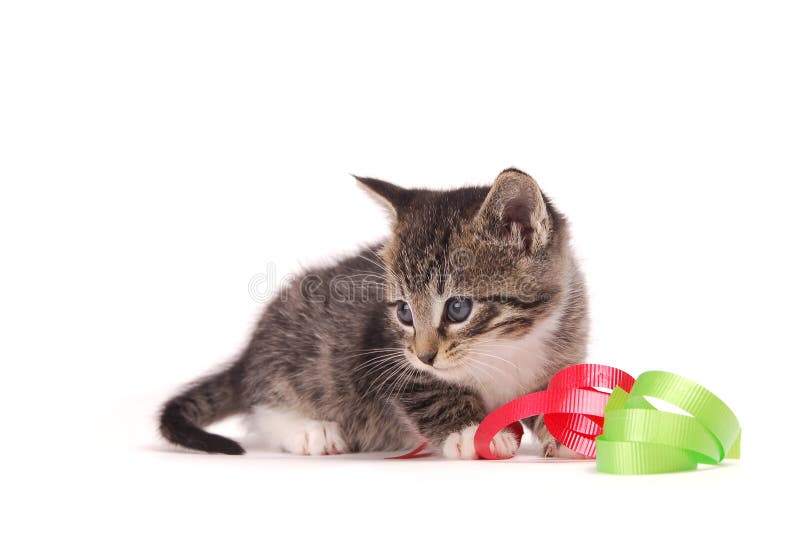 Kitten Playing with Ribbons. Stock Image - Image of feline, isolated ...