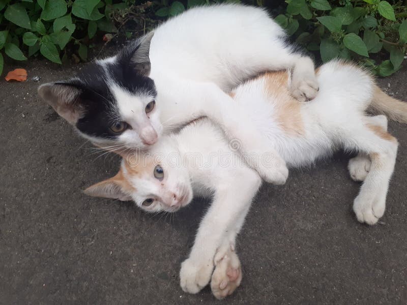 Kitten playing together stock image. Image of snout - 265435079