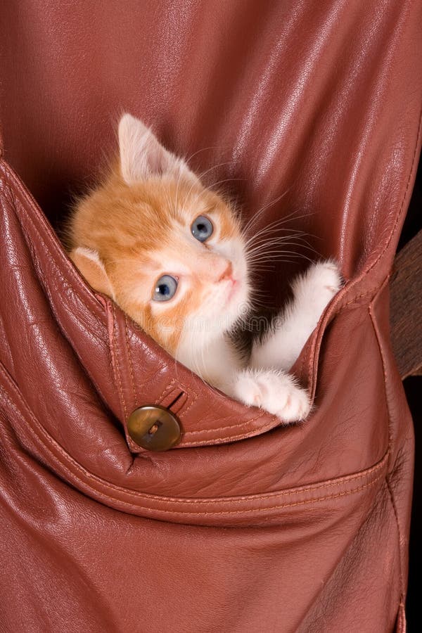 Kitten in a pocket stock photo. Image of sweet, domestic - 6839138