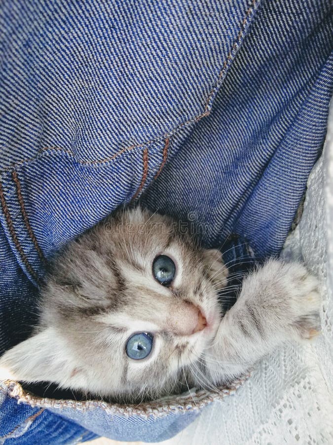 Kitten in a pocket stock photo. Image of sweet, domestic - 6839138