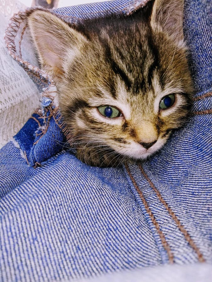 Kitten in a pocket stock image. Image of pocket, adorable - 149222471