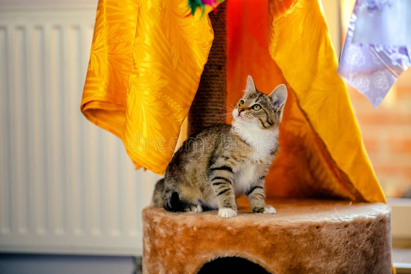 Cat Podium Stock Photos - Free & Royalty-Free Stock Photos from Dreamstime