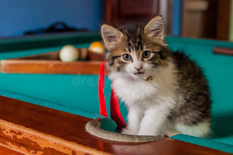 Kitten stock photo. Image of feline, activity, pool - 131713760