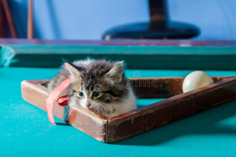 Kitten stock image. Image of animal, group, number, baby - 131713771