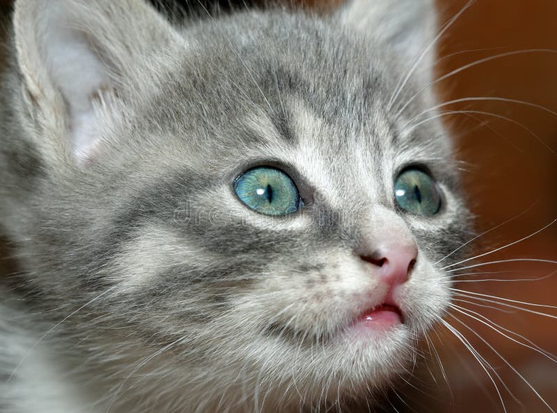 Kitten portrait stock image. Image of beautiful, little - 1224651