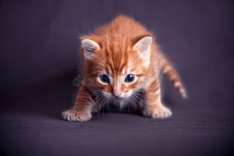 Kitten portrait stock image. Image of kitten, animal - 25845795
