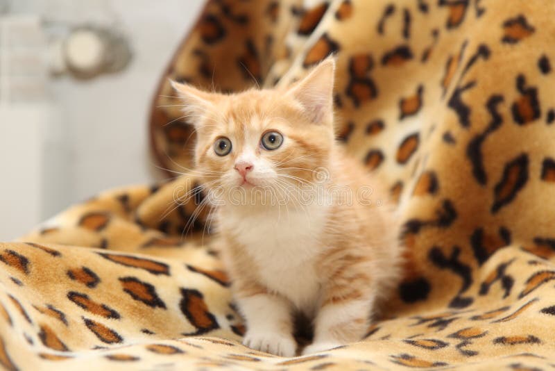 Kitten portrait very nice stock photo. Image of adorable - 179332802