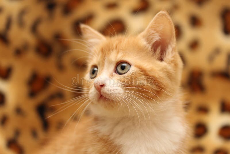 Kitten portrait very nice stock photo. Image of adorable - 179332802