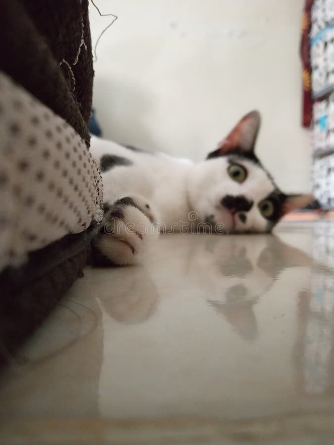 Kitten with pose stock image. Image of pose, textile - 228768419