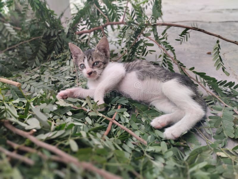 Kitten Pose Like a Cute Princes Cat Stock Image - Image of whiskers ...