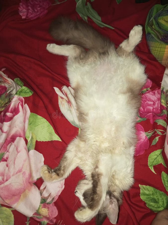 Kitten Pose Sleeping on Its Back on the Bed Stock Image - Image of pose ...