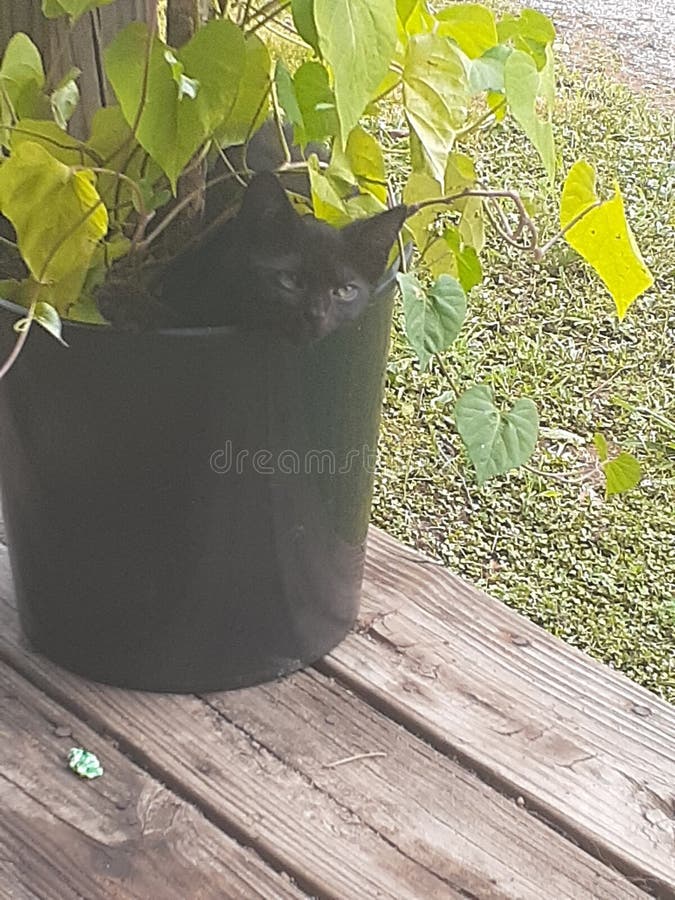 Kitten in a Potted Plant Outside Stock Image - Image of kitten, plant ...