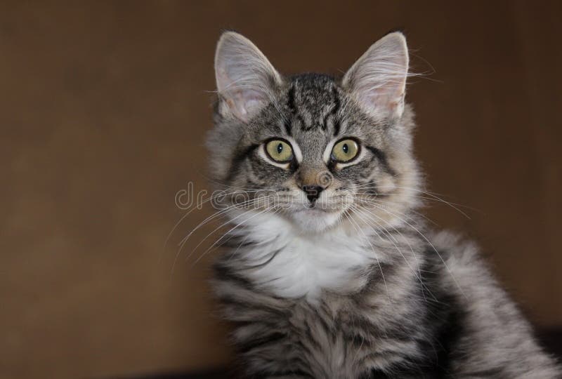 Kitten Profile stock image. Image of animal, adorable - 35107221