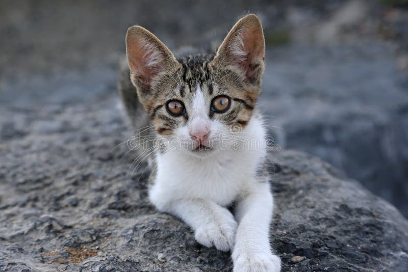 Kitten Profile stock image. Image of small, cuteness - 64327713