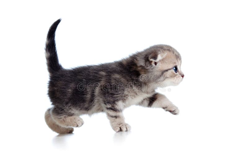 Kitten profile side view stock image. Image of striped - 24620889