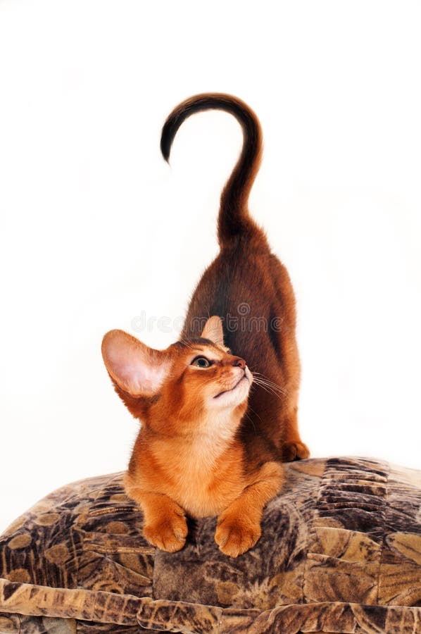 Kitten with question stock image. Image of closeup, short - 49783015